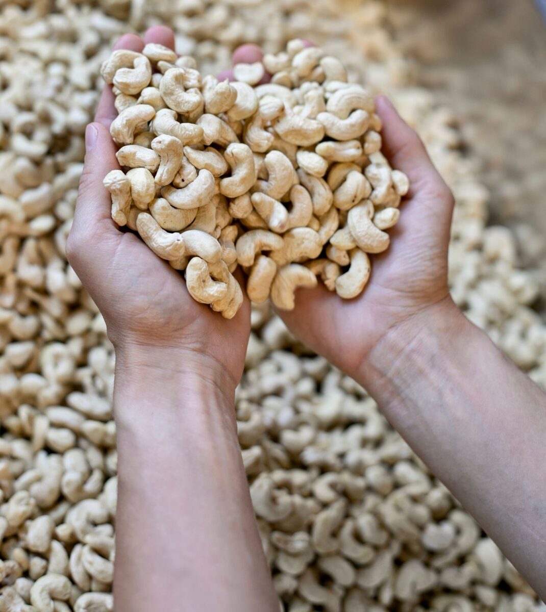 Les noix de cajou : bon pour la santé mais pas que ! - Casamance