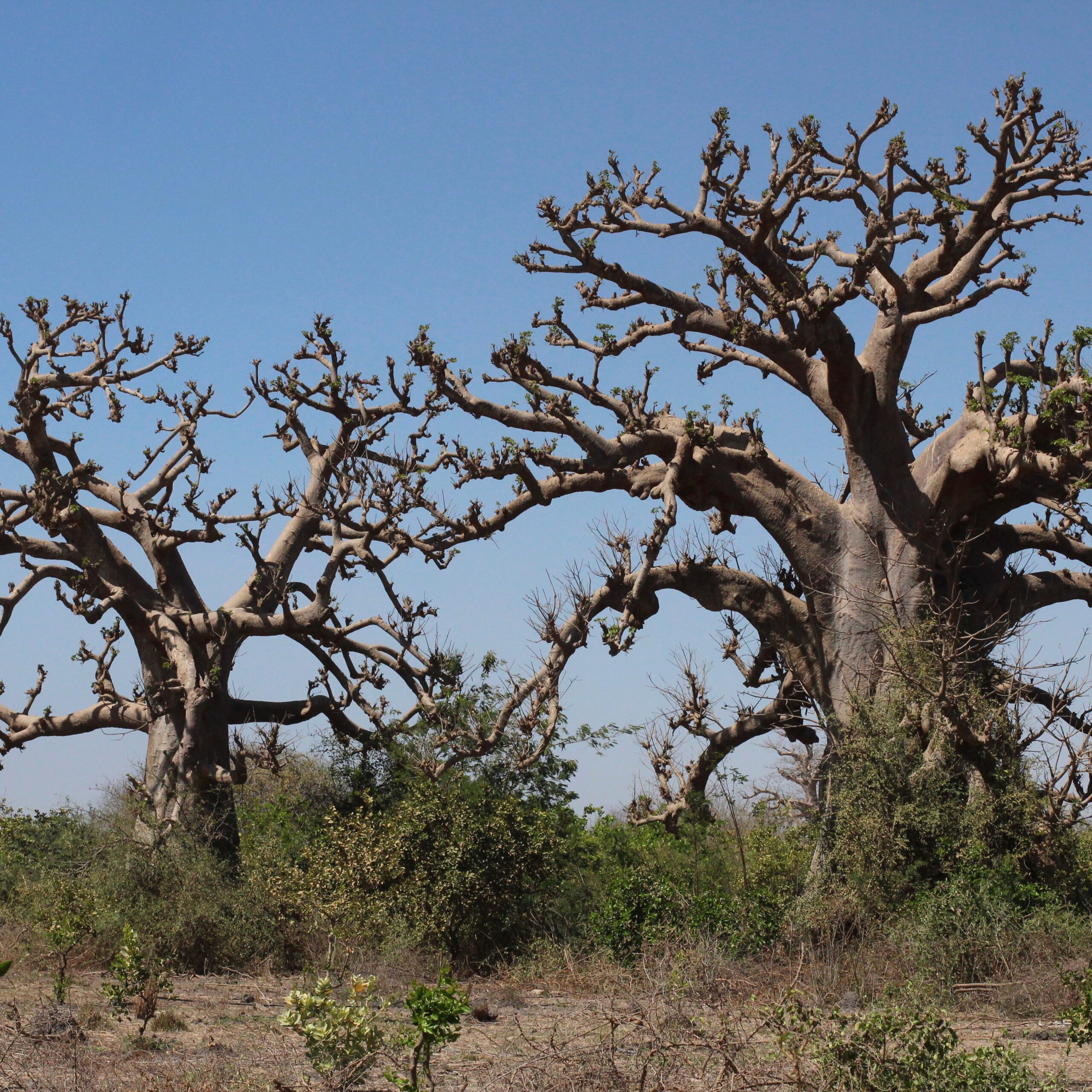 Le Baobab d'Afrique : L'Arbre de Vie aux Mille Vertus - Casamance